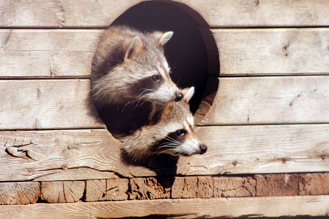 Why Humane Wildlife Trapping is Important | Anderson Wildlife Control